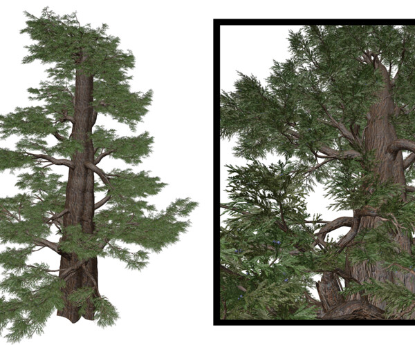 ArtStation - Western Juniper #06 (FBX) - High Poly Tree (3D Model ...