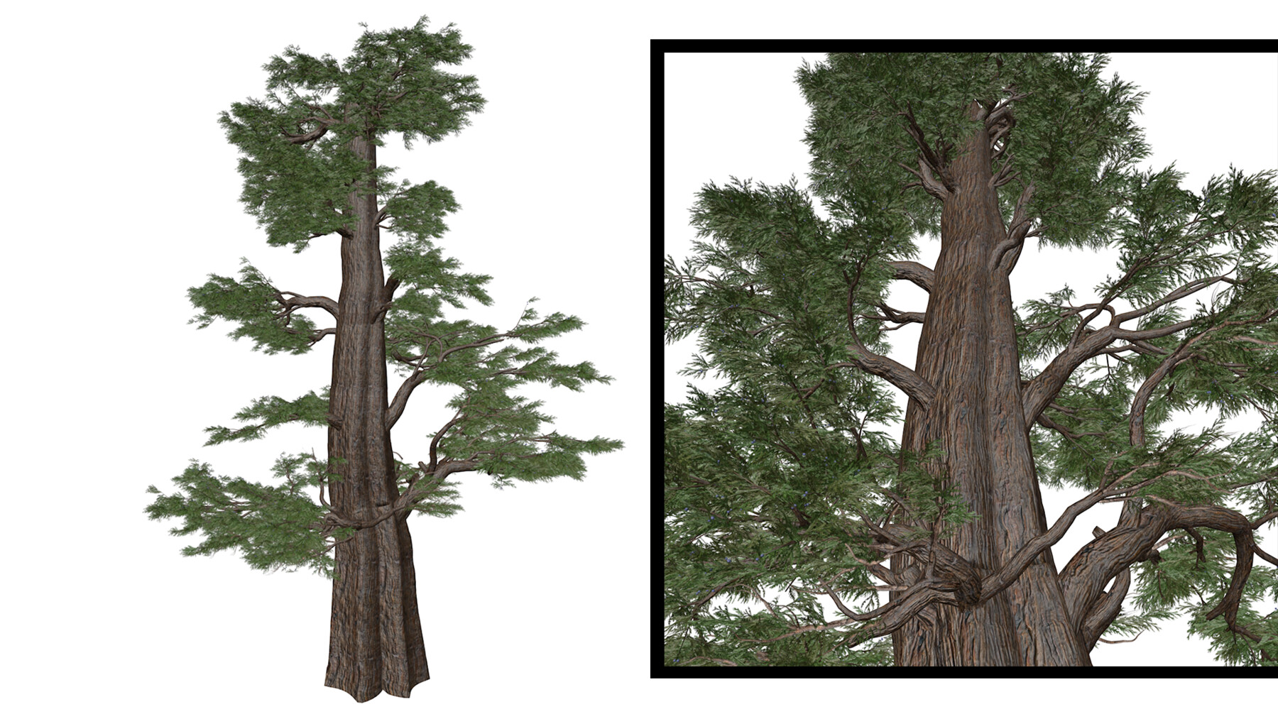ArtStation - Western Juniper #07 (FBX) - High Poly Tree (3D Model ...