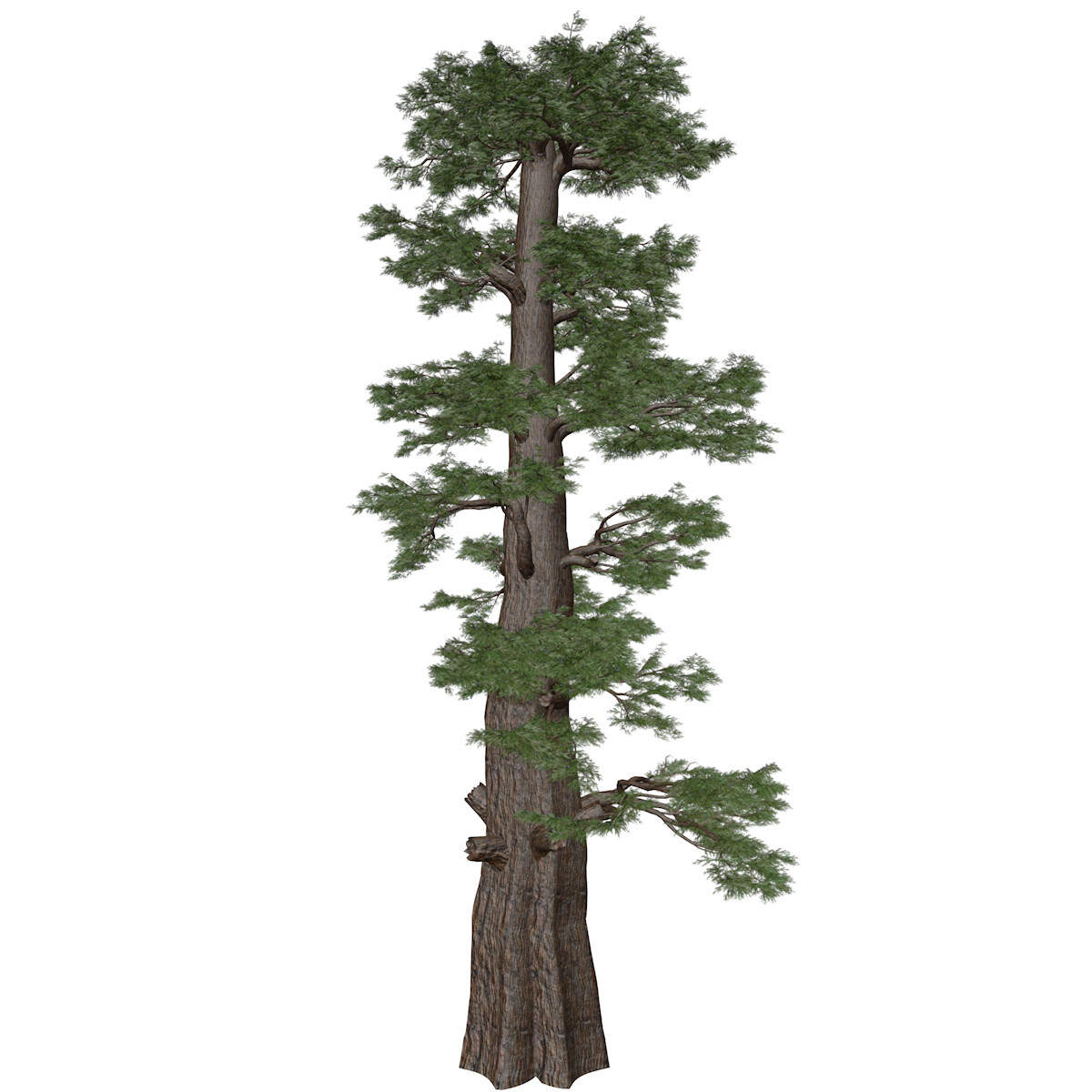 ArtStation - Western Juniper #08 (FBX) - High Poly Tree (3D Model ...