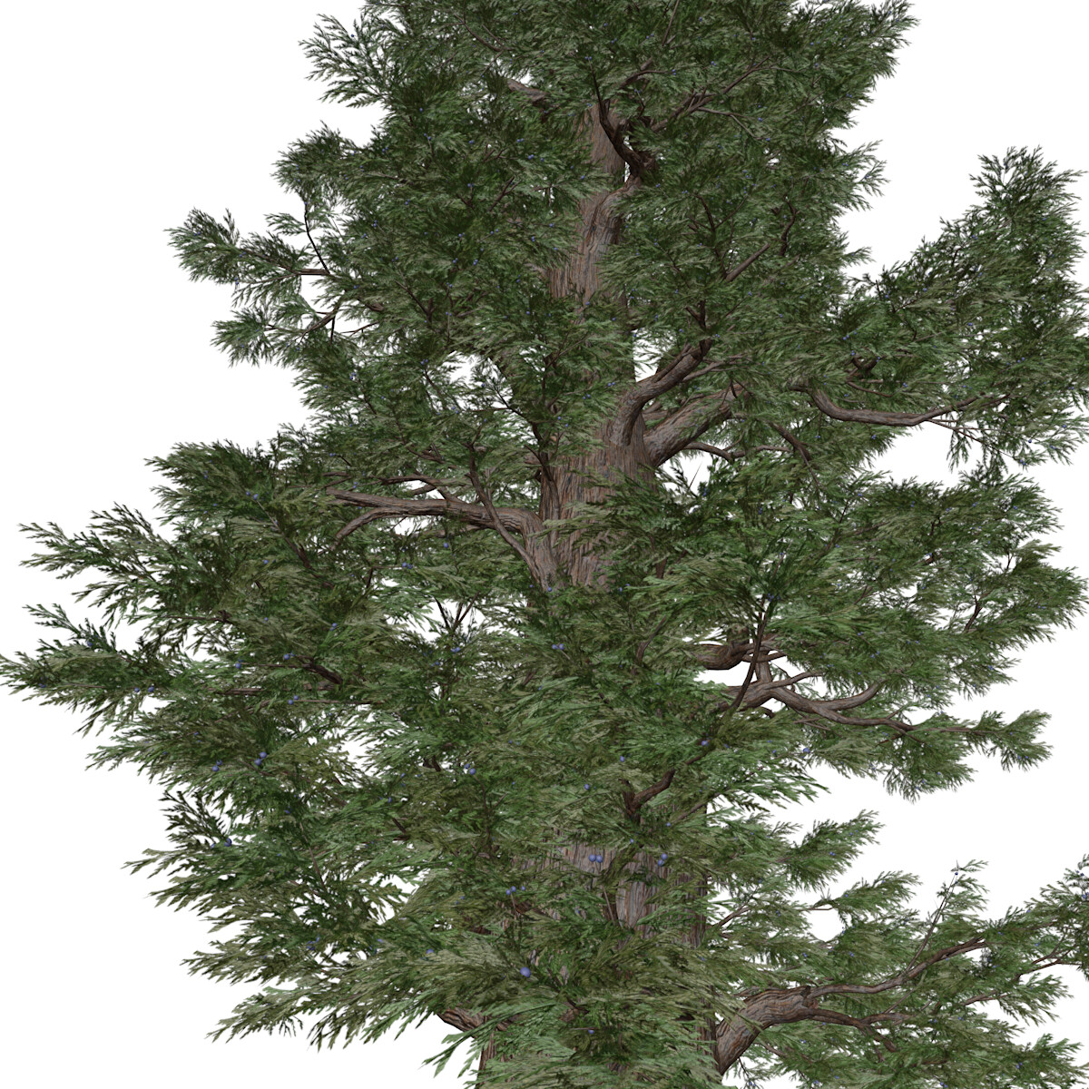 ArtStation - Western Juniper #08 (FBX) - High Poly Tree (3D Model ...
