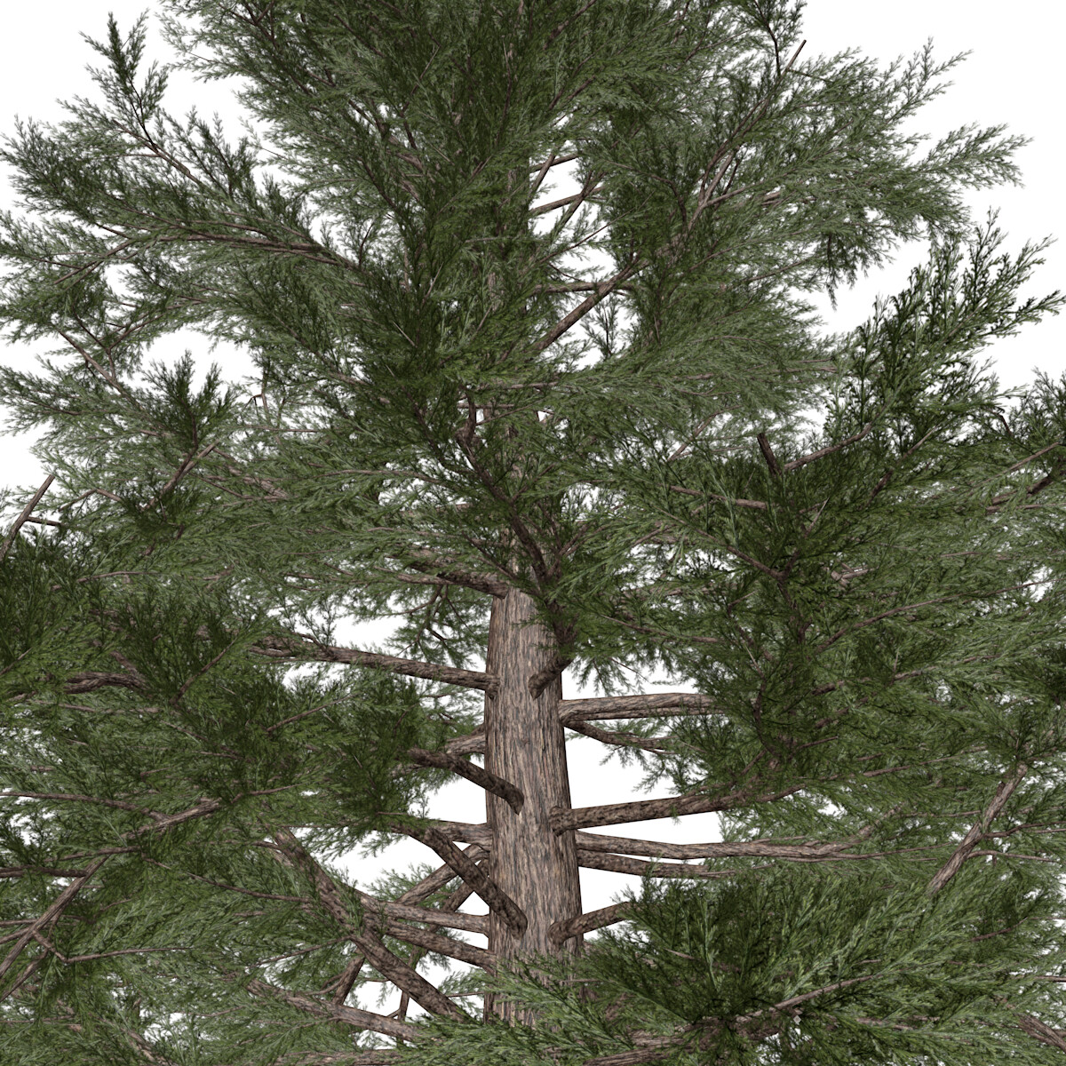 ArtStation - Western Red Cedar #01 (FBX) - High Poly Tree (3D Model ...