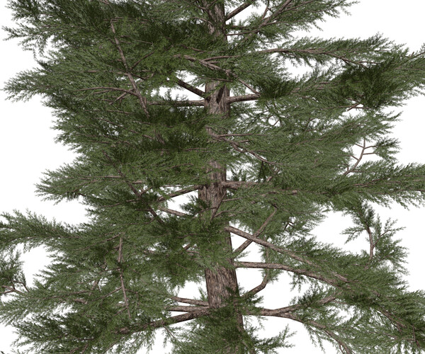 ArtStation - Western Red Cedar #02 (FBX) - High Poly Tree (3D Model ...