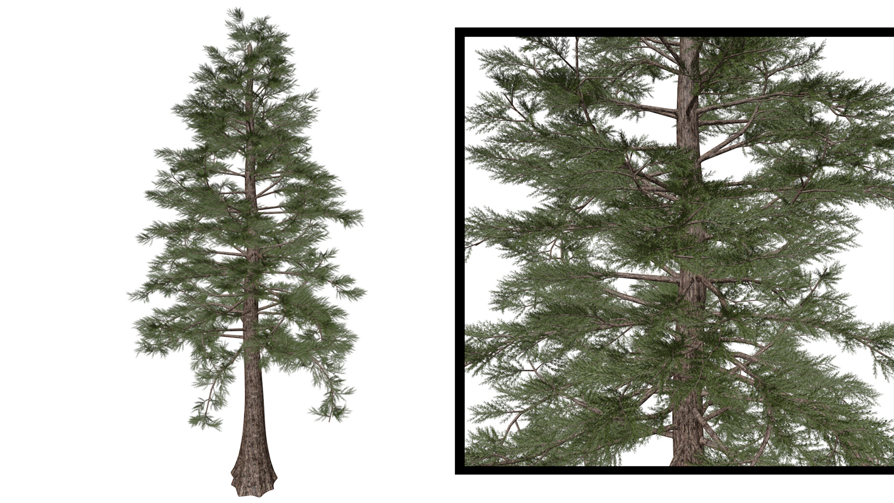 ArtStation - Western Red Cedar #04 (FBX) - High Poly Tree (3D Model ...