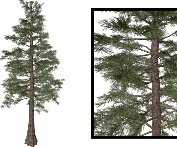 ArtStation - Western Red Cedar #05 (FBX) - High Poly Tree (3D Model ...