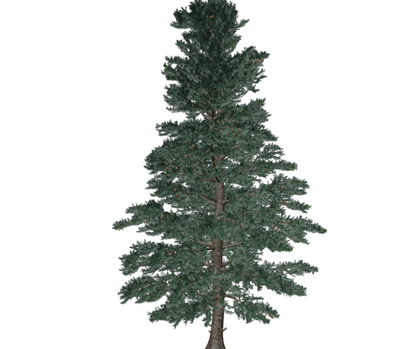 ArtStation - White Fir #02 (FBX) - High Poly Tree (3D Model) | Resources