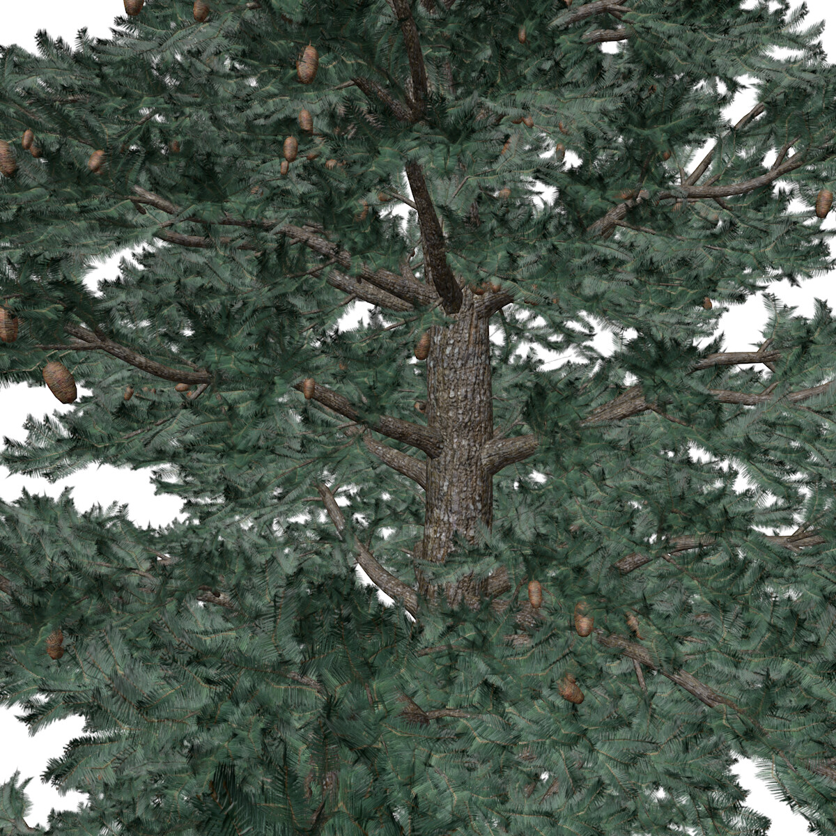 ArtStation - White Fir #02 (FBX) - High Poly Tree (3D Model) | Resources