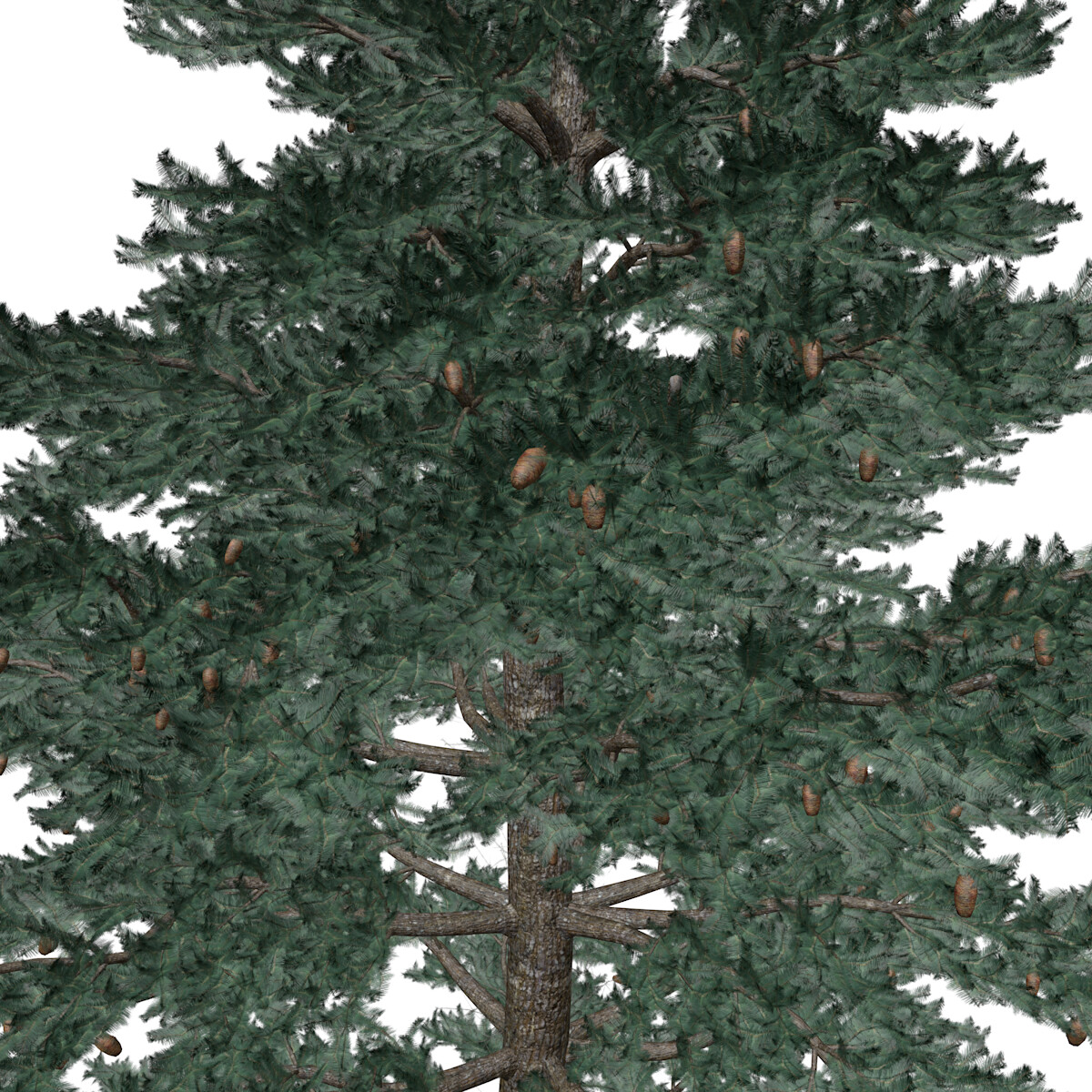 ArtStation - White Fir #03 (FBX) - High Poly Tree (3D Model) | Resources