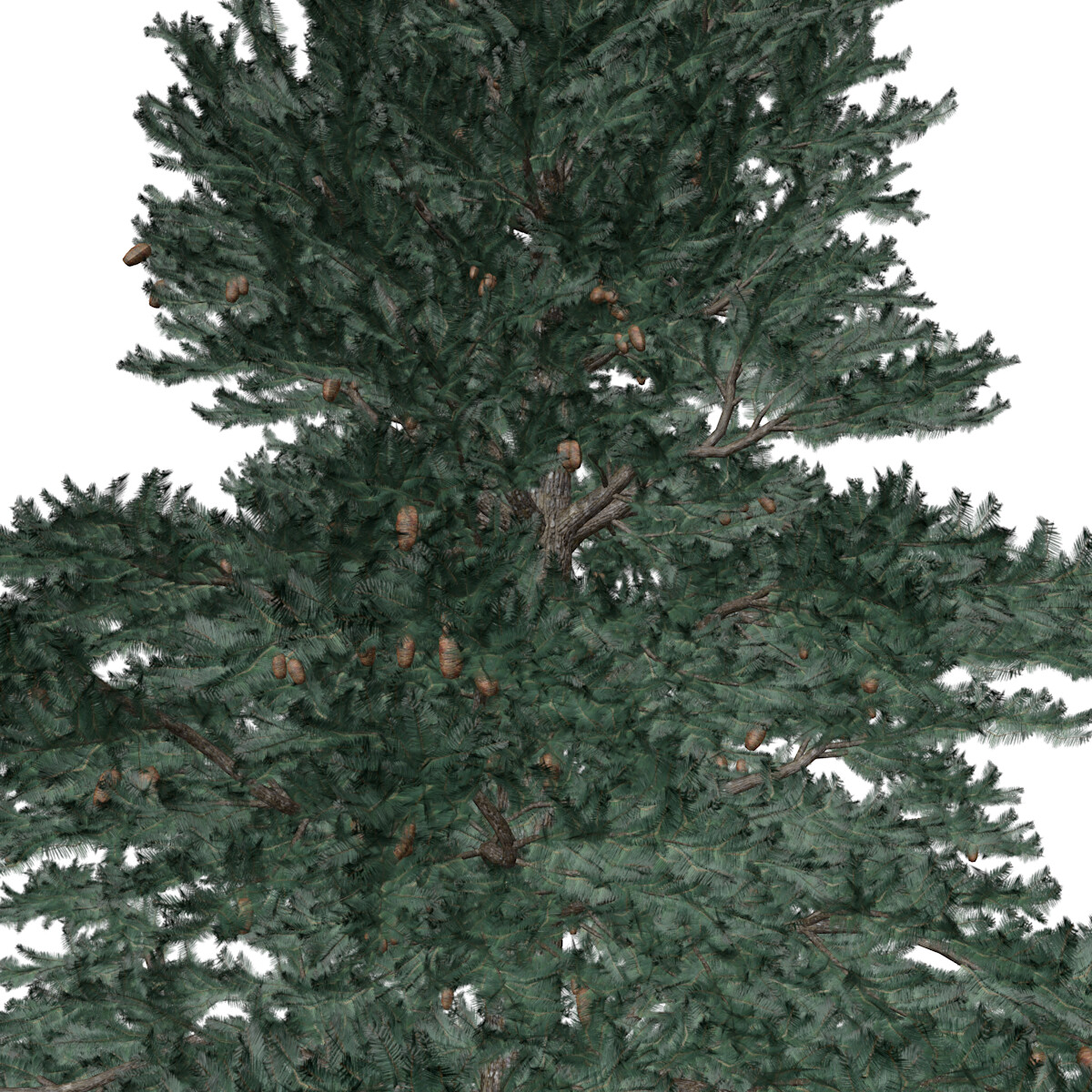 ArtStation - White Fir #04 (FBX) - High Poly Tree (3D Model) | Resources