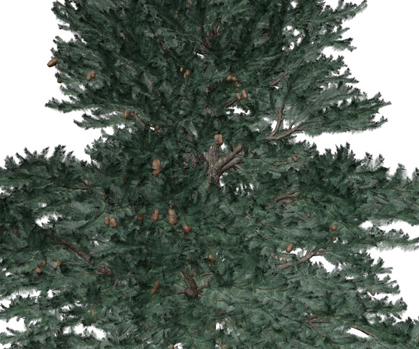 ArtStation - White Fir #04 (FBX) - High Poly Tree (3D Model) | Resources