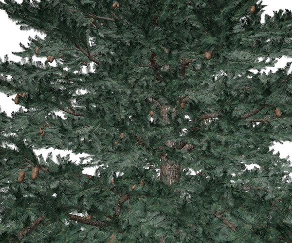 ArtStation - White Fir #05 (FBX) - High Poly Tree (3D Model) | Resources