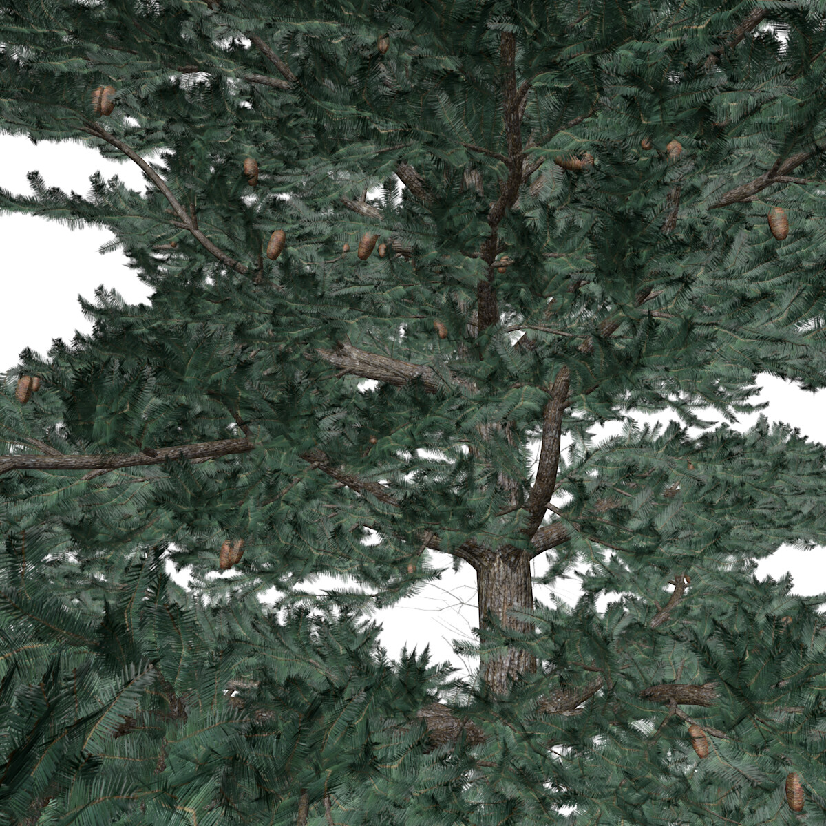 ArtStation - White Fir #06 (FBX) - High Poly Tree (3D Model) | Resources