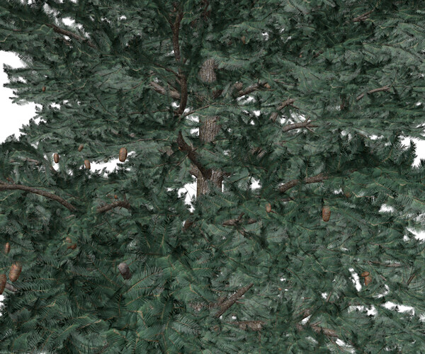 ArtStation - White Fir #09 (FBX) - High Poly Tree (3D Model) | Resources
