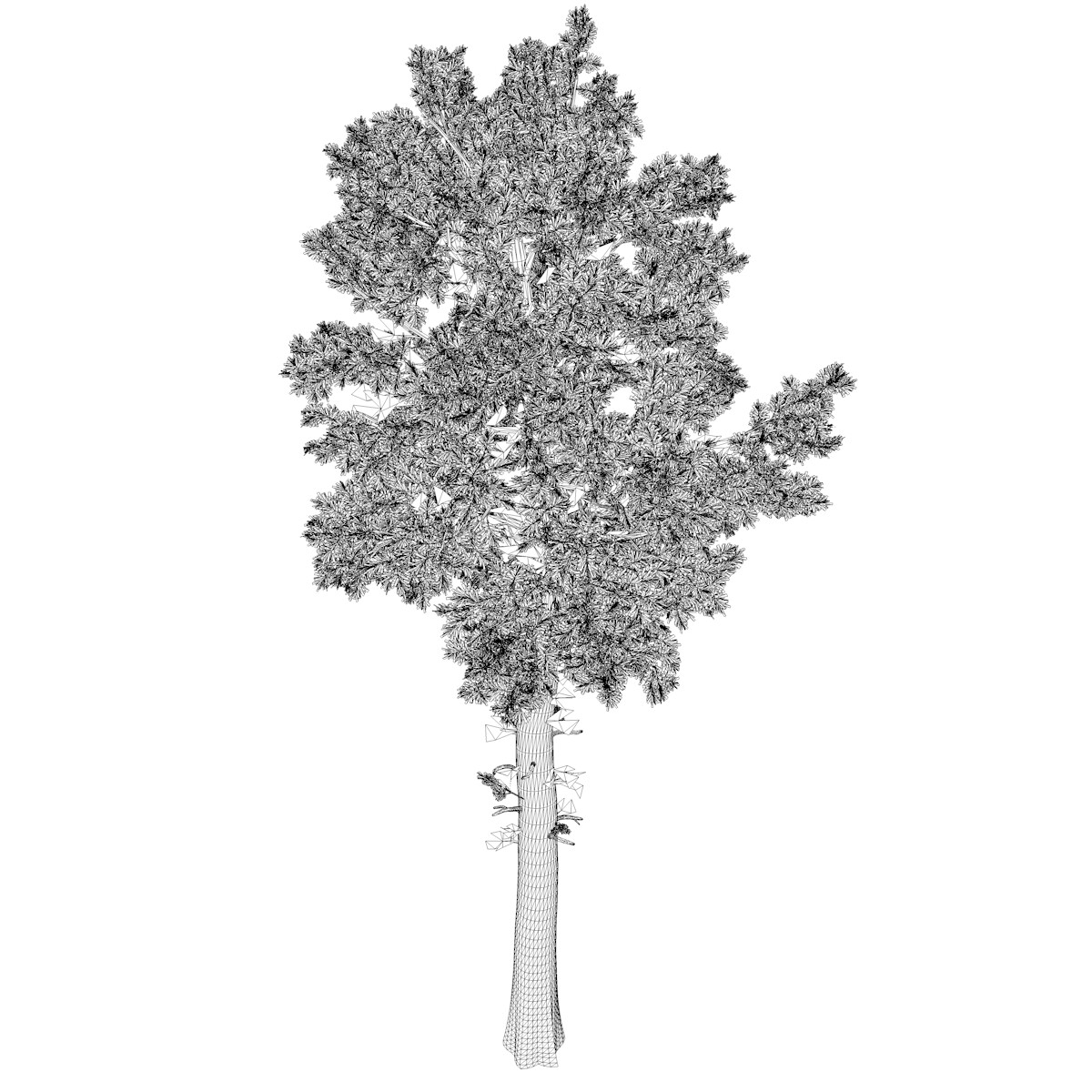 ArtStation - Loblolly Pine #01 (FBX) - High Poly Tree (3D Model ...