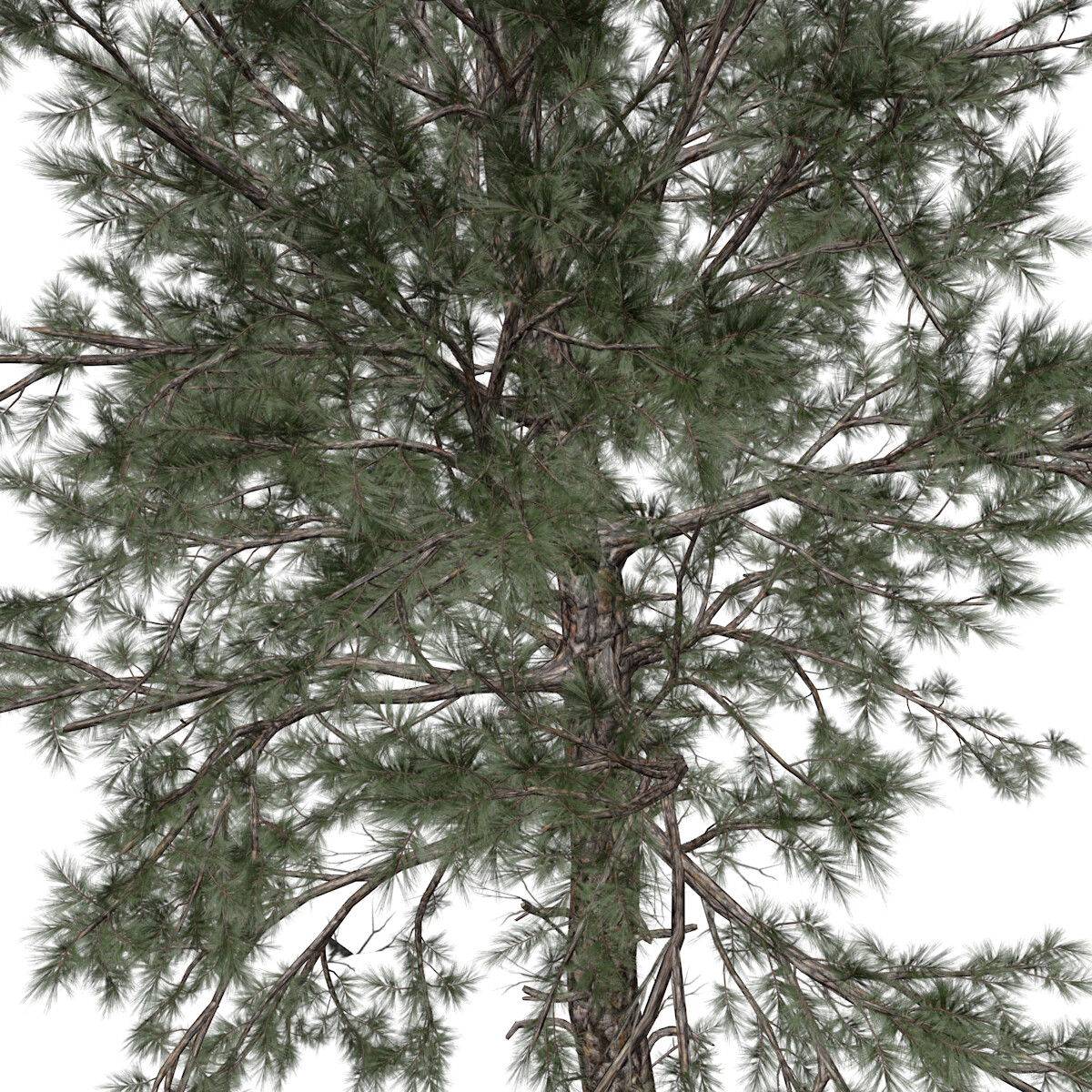 ArtStation - Loblolly Pine #04 (FBX) - High Poly Tree (3D Model ...
