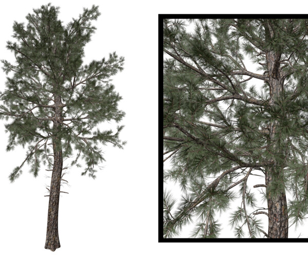 ArtStation - Loblolly Pine #06 (FBX) - High Poly Tree (3D Model ...