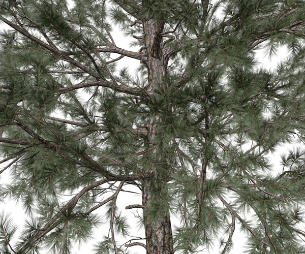ArtStation - Loblolly Pine #06 (FBX) - High Poly Tree (3D Model ...
