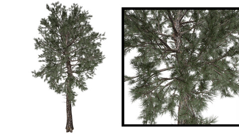 ArtStation - Loblolly Pine #08 (FBX) - High Poly Tree (3D Model ...