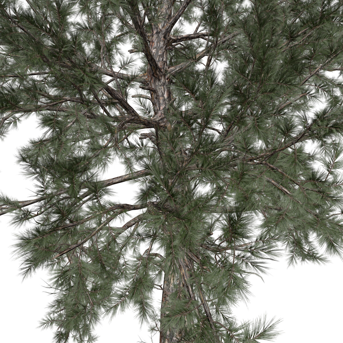 ArtStation - Loblolly Pine #08 (FBX) - High Poly Tree (3D Model ...
