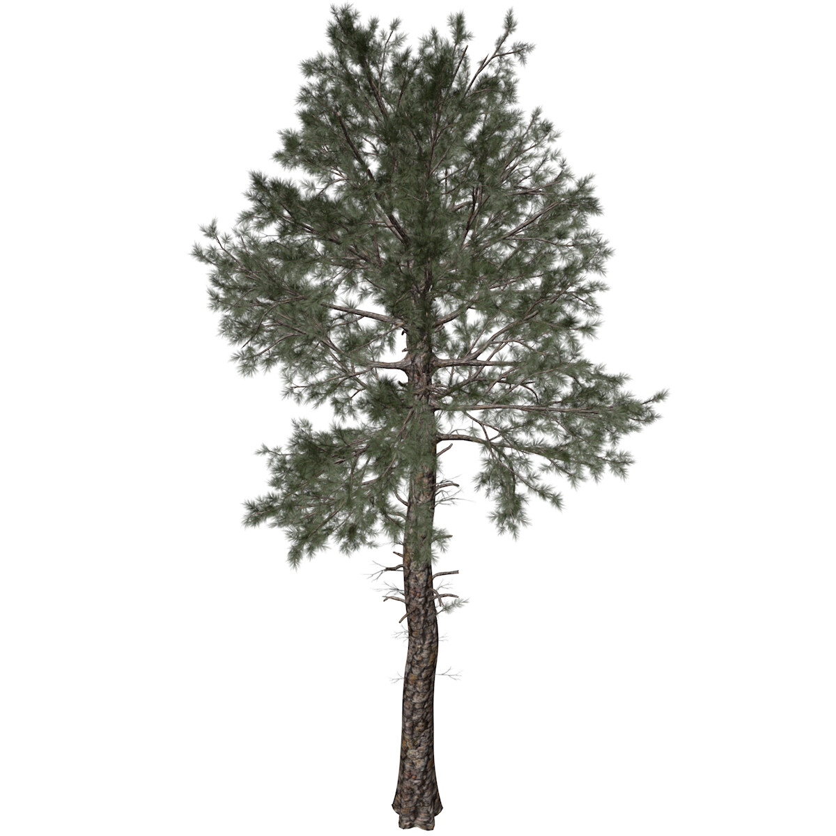 ArtStation - Loblolly Pine #09 (FBX) - High Poly Tree (3D Model ...