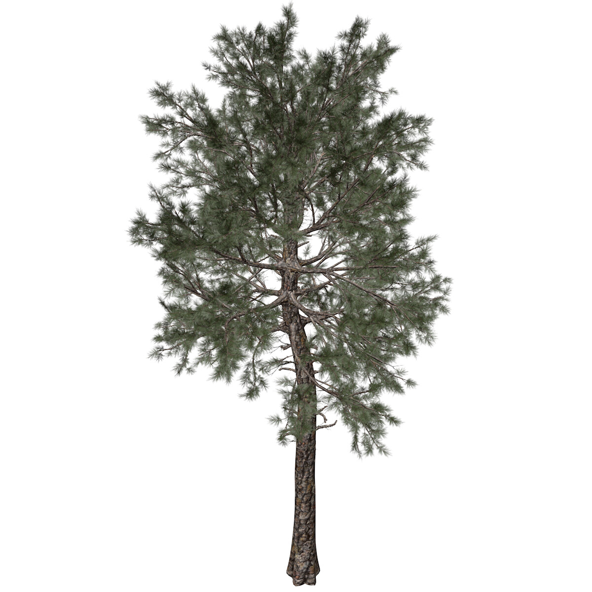 ArtStation - Loblolly Pine #10 (FBX) - High Poly Tree (3D Model ...