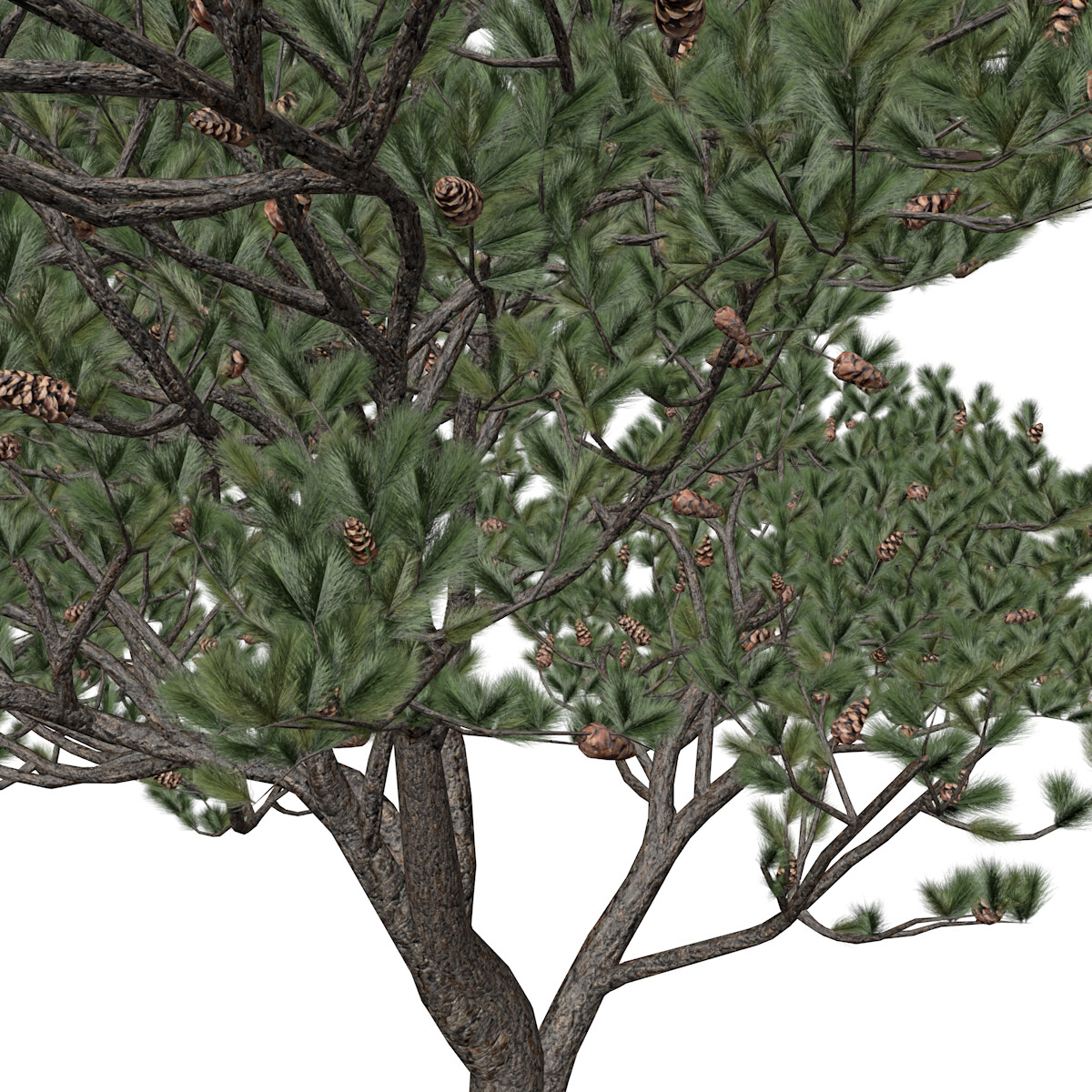 ArtStation - Italian Stone Pine #05 (FBX) - High Poly Tree (3D Model ...