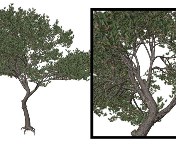 ArtStation - Italian Stone Pine #06 (FBX) - High Poly Tree (3D Model ...