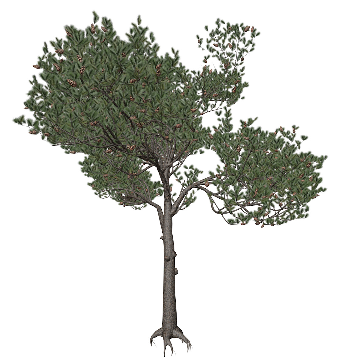 ArtStation - Italian Stone Pine #10 (FBX) - High Poly Tree (3D Model ...