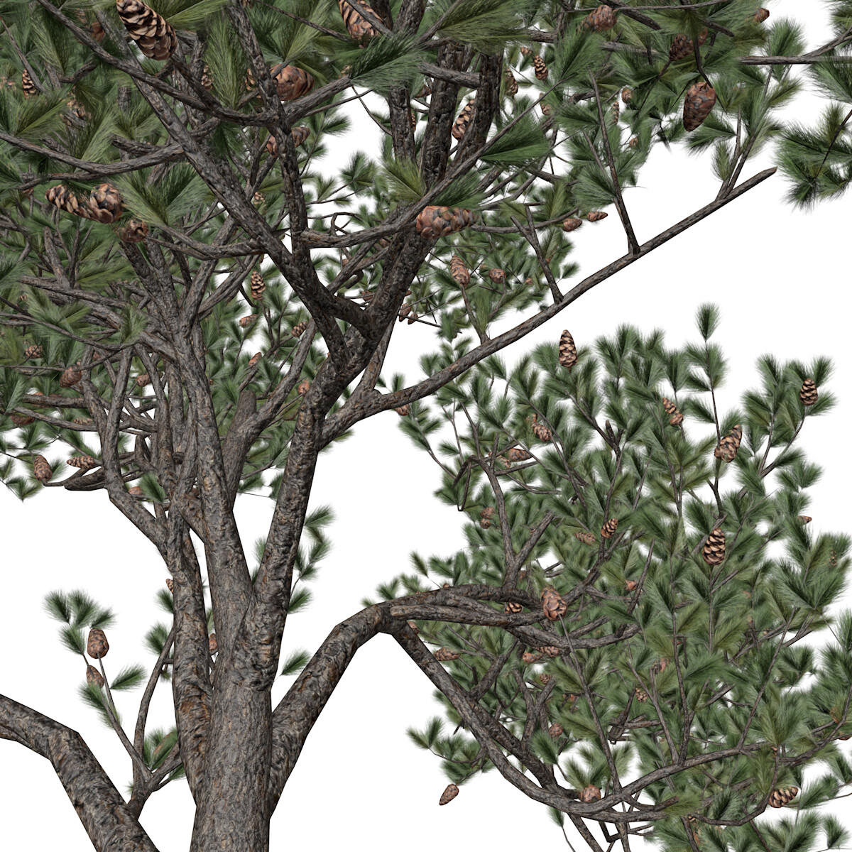 ArtStation - Italian Stone Pine #10 (FBX) - High Poly Tree (3D Model ...