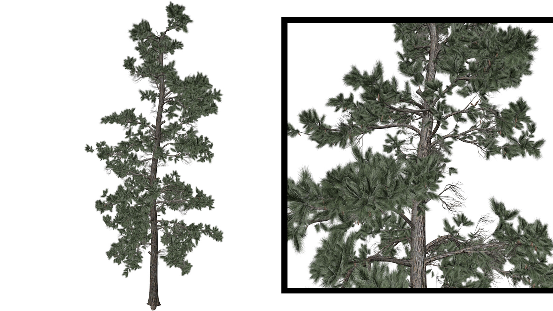 ArtStation - Eastern White Pine #01 (FBX) - High Poly Tree (3D Model ...