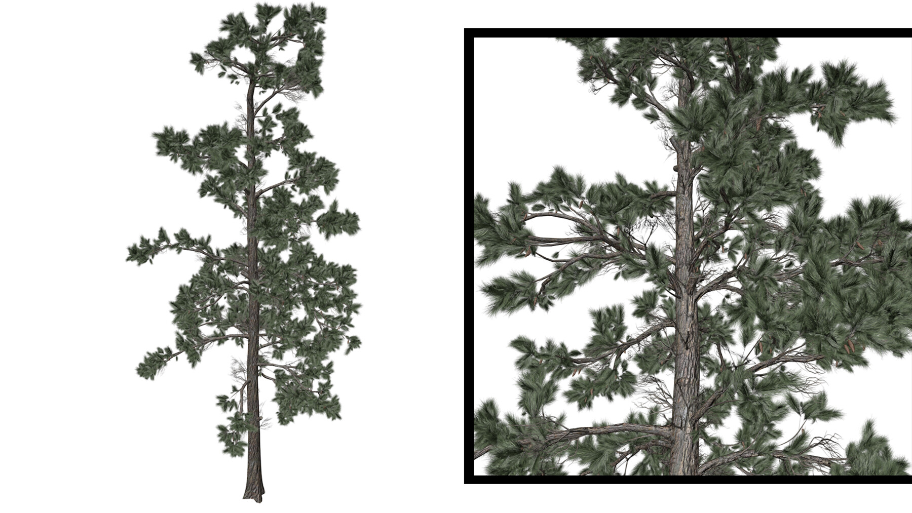 ArtStation - Eastern White Pine #02 (FBX) - High Poly Tree (3D Model ...