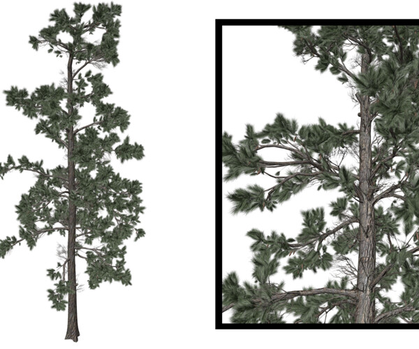 ArtStation - Eastern White Pine #02 (FBX) - High Poly Tree (3D Model ...
