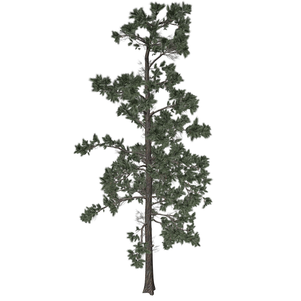 ArtStation - Eastern White Pine #02 (FBX) - High Poly Tree (3D Model ...