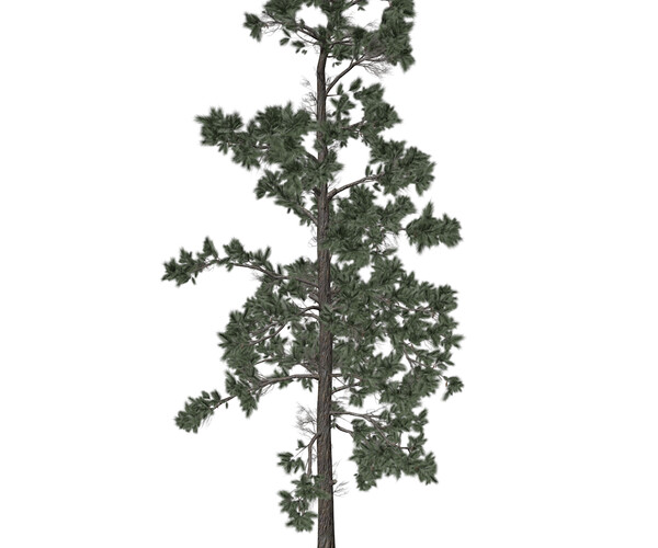 ArtStation - Eastern White Pine #02 (FBX) - High Poly Tree (3D Model ...