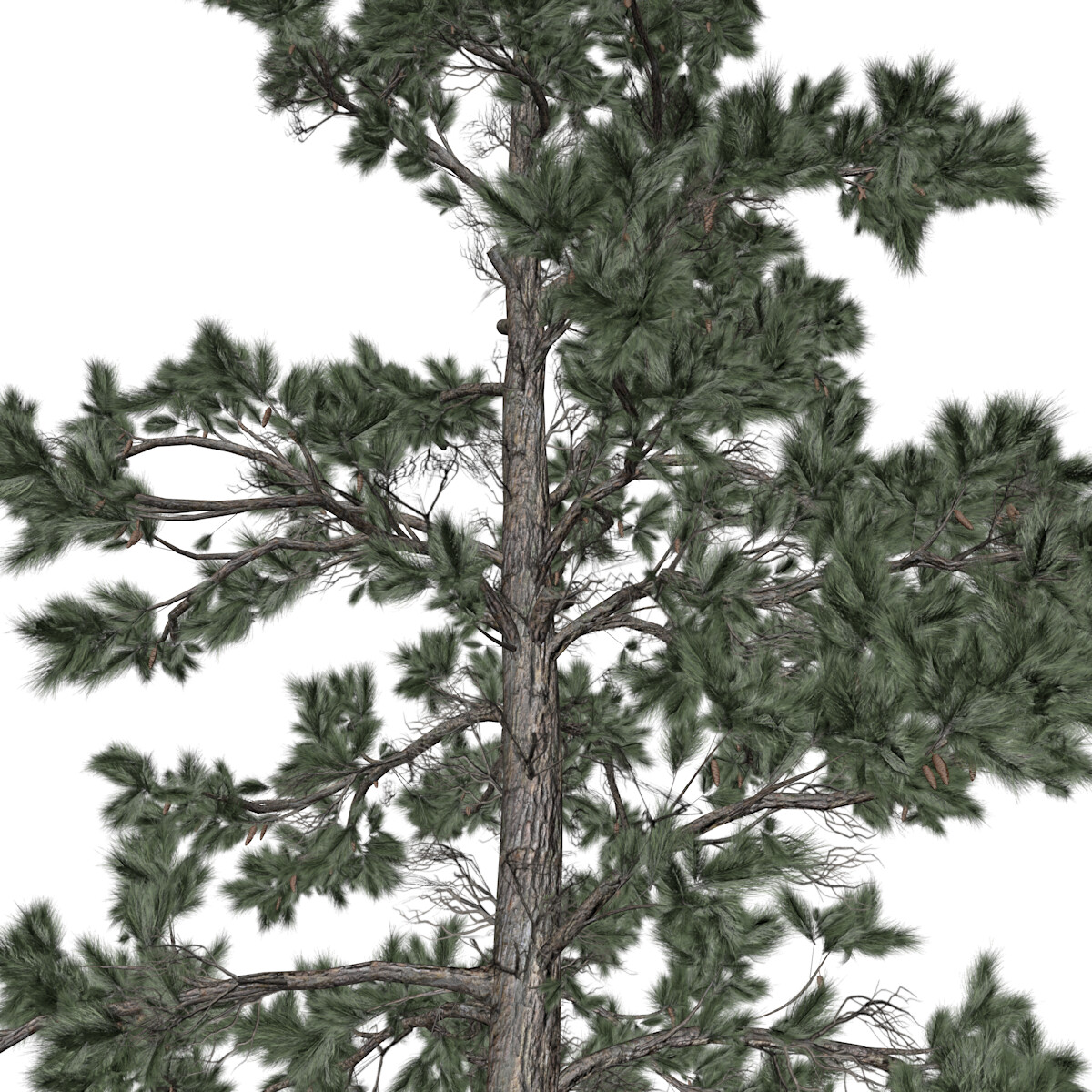 ArtStation - Eastern White Pine #02 (FBX) - High Poly Tree (3D Model ...