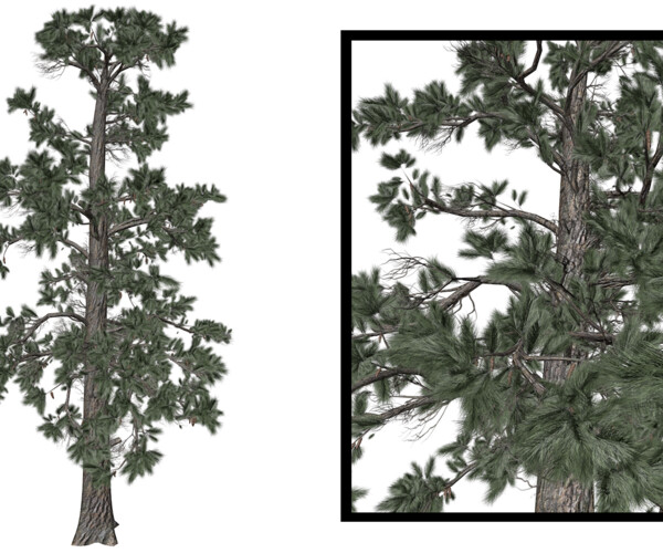 ArtStation - Eastern White Pine #03 (FBX) - High Poly Tree (3D Model ...