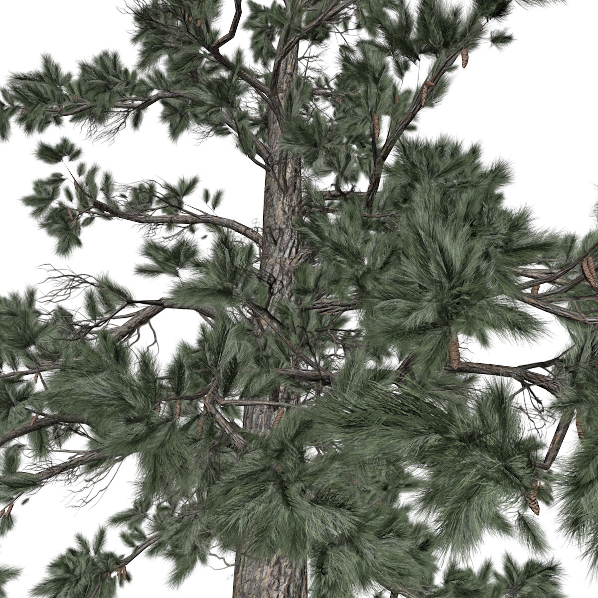ArtStation - Eastern White Pine #03 (FBX) - High Poly Tree (3D Model ...