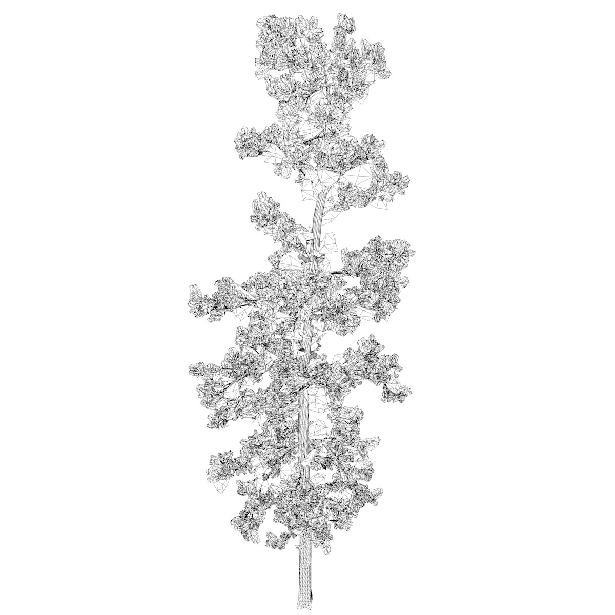 ArtStation - Eastern White Pine #04 (FBX) - High Poly Tree (3D Model ...