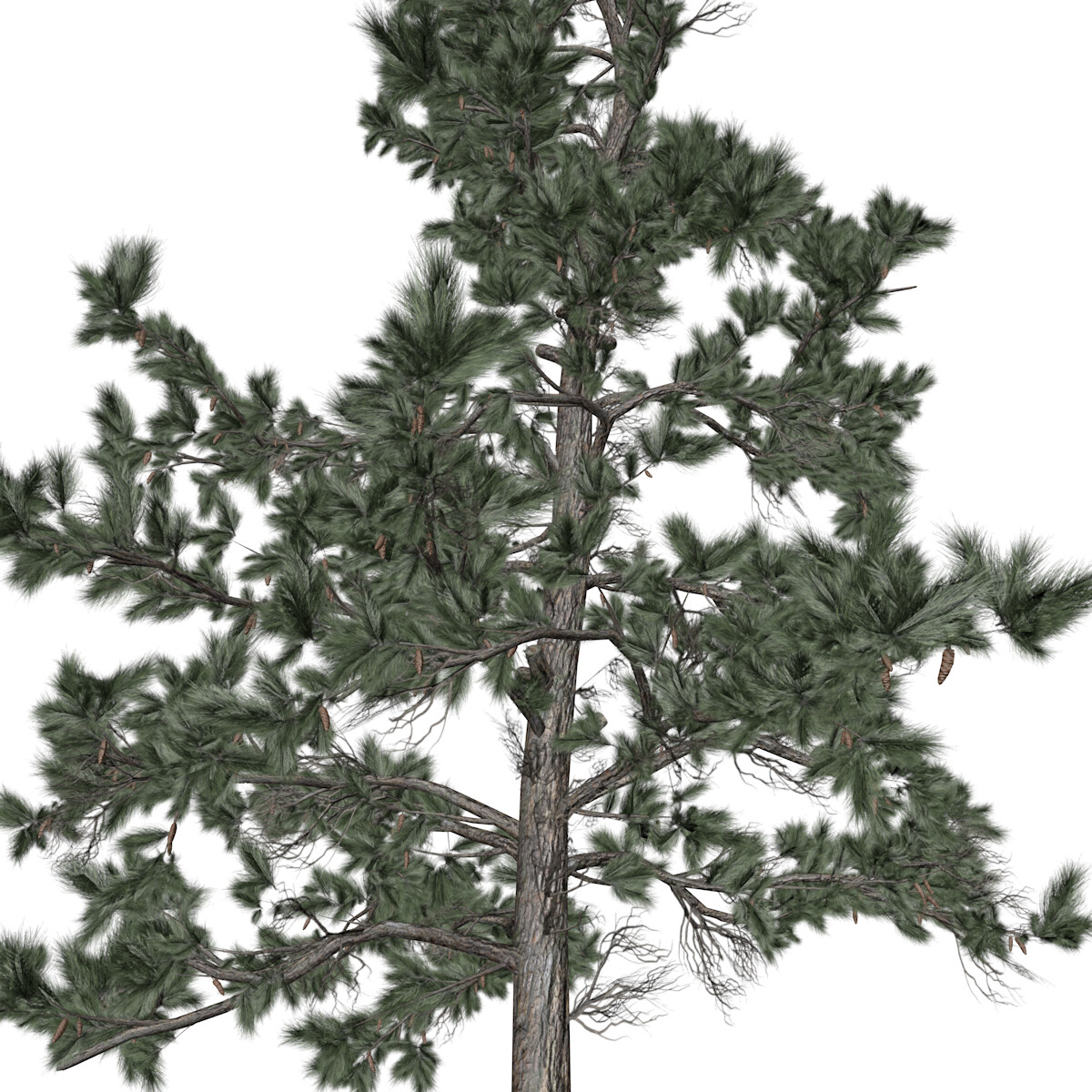 ArtStation - Eastern White Pine #04 (FBX) - High Poly Tree (3D Model ...