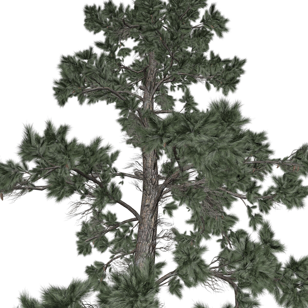 ArtStation - Eastern White Pine #05 (FBX) - High Poly Tree (3D Model ...