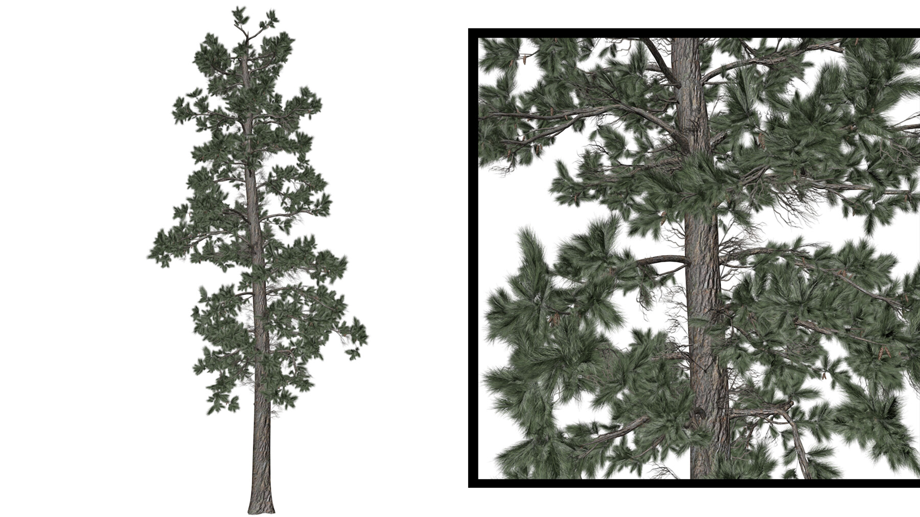 ArtStation - Eastern White Pine #06 (FBX) - High Poly Tree (3D Model ...