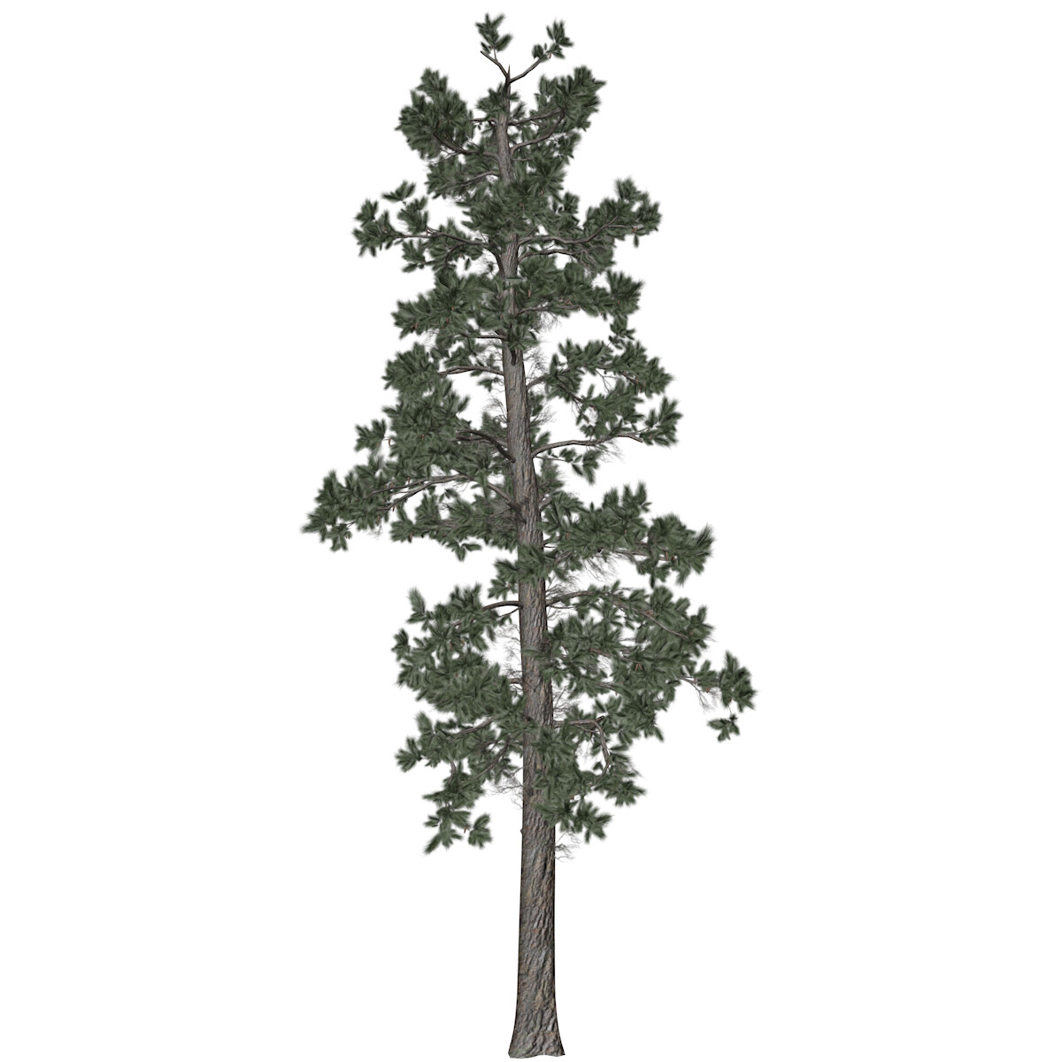 ArtStation - Eastern White Pine #06 (FBX) - High Poly Tree (3D Model ...