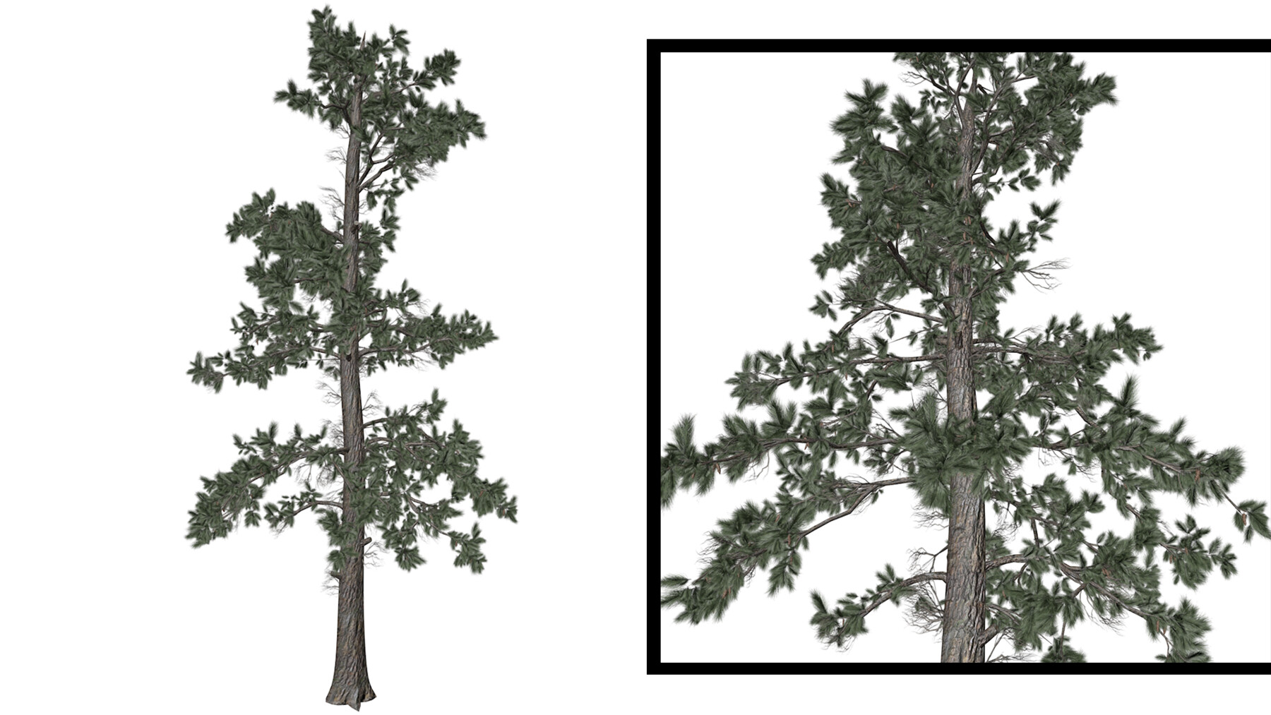 ArtStation - Eastern White Pine #07 (FBX) - High Poly Tree (3D Model ...