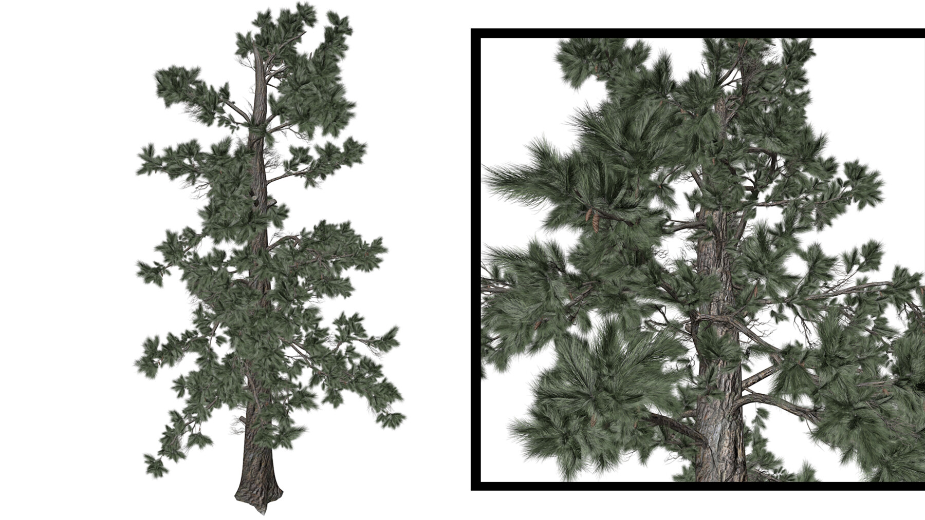 ArtStation - Eastern White Pine #08 (FBX) - High Poly Tree (3D Model ...