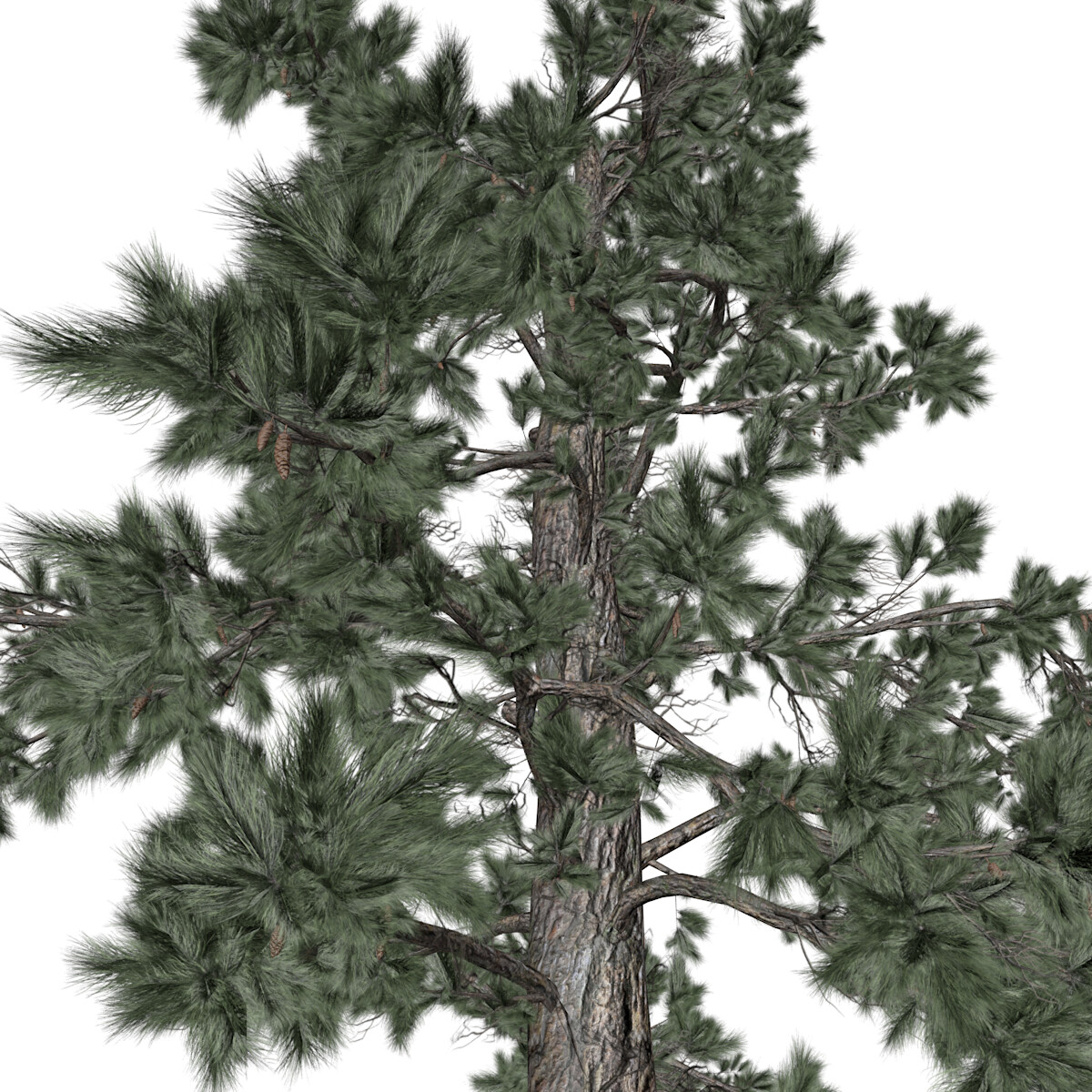 ArtStation - Eastern White Pine #08 (FBX) - High Poly Tree (3D Model ...