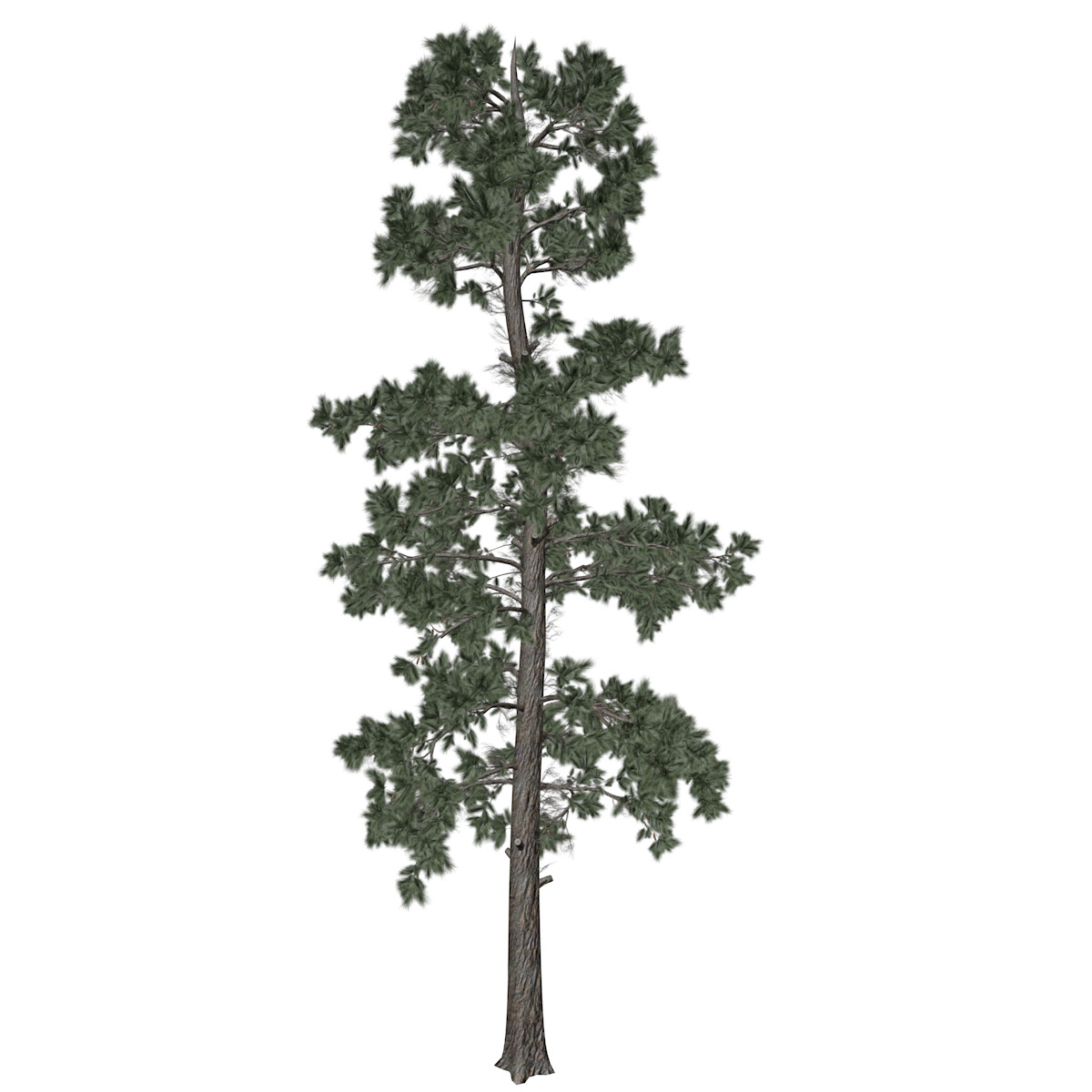 ArtStation - Eastern White Pine #10 (FBX) - High Poly Tree (3D Model ...