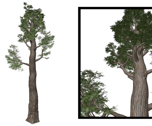ArtStation - Giant Redwood #03 (FBX) - High Poly Tree (3D Model ...