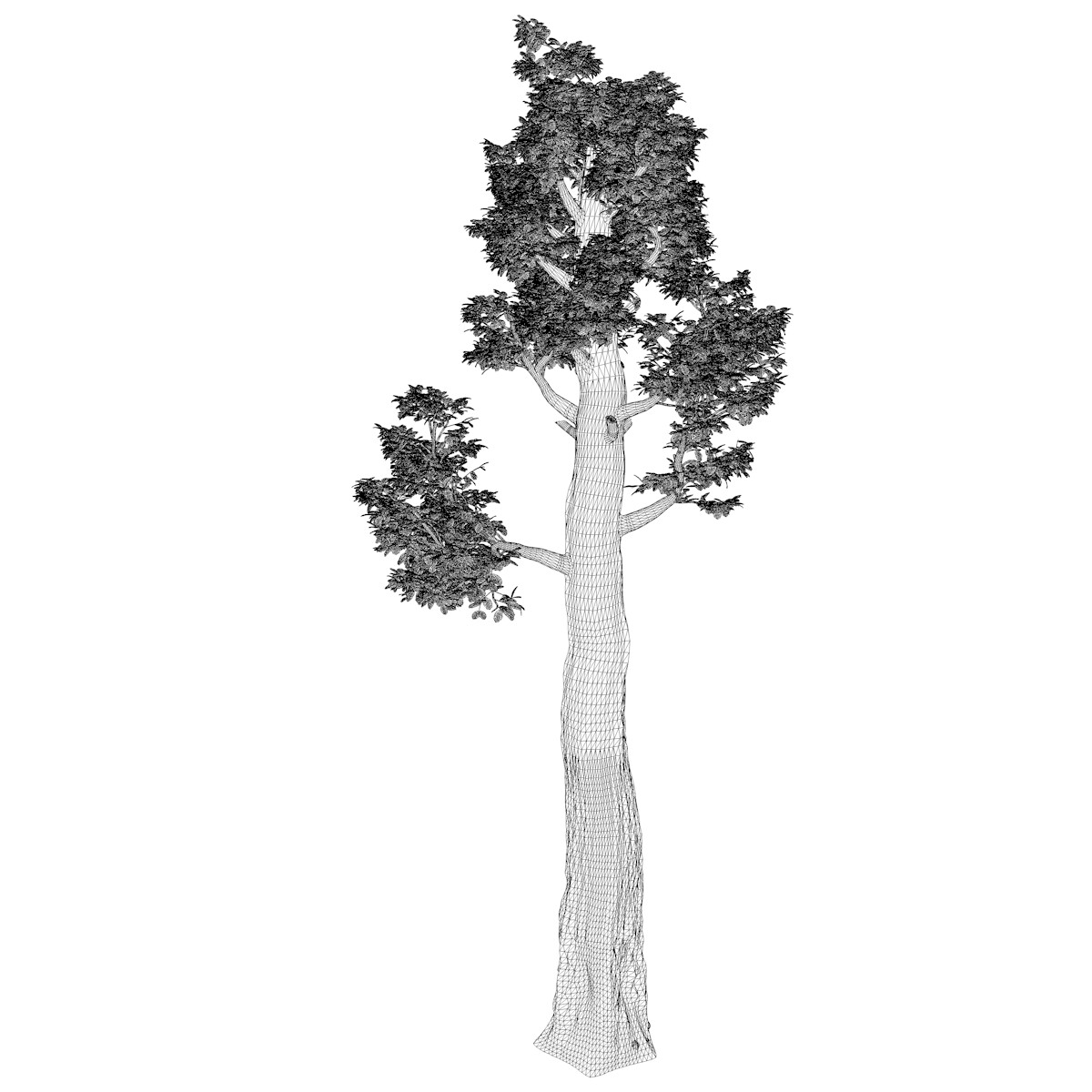 ArtStation - Giant Redwood #03 (FBX) - High Poly Tree (3D Model ...