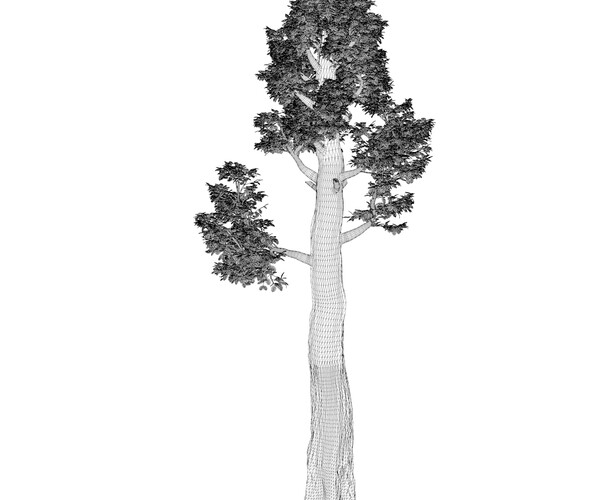 ArtStation - Giant Redwood #03 (FBX) - High Poly Tree (3D Model ...