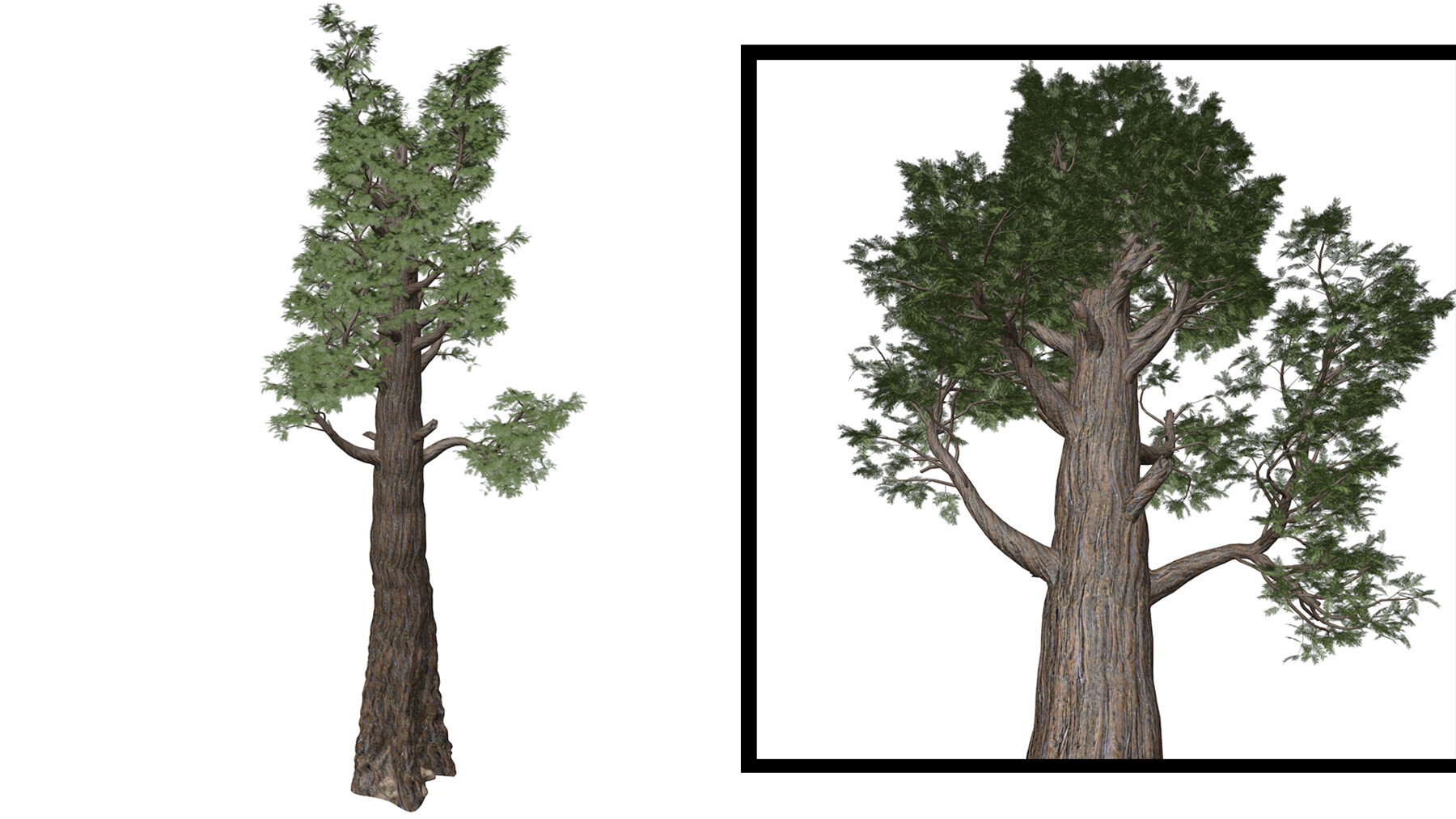ArtStation - Giant Redwood #04 (FBX) - High Poly Tree (3D Model ...