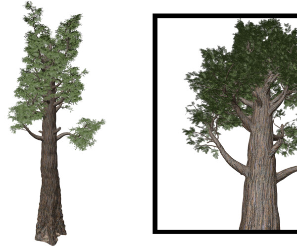 ArtStation - Giant Redwood #04 (FBX) - High Poly Tree (3D Model ...
